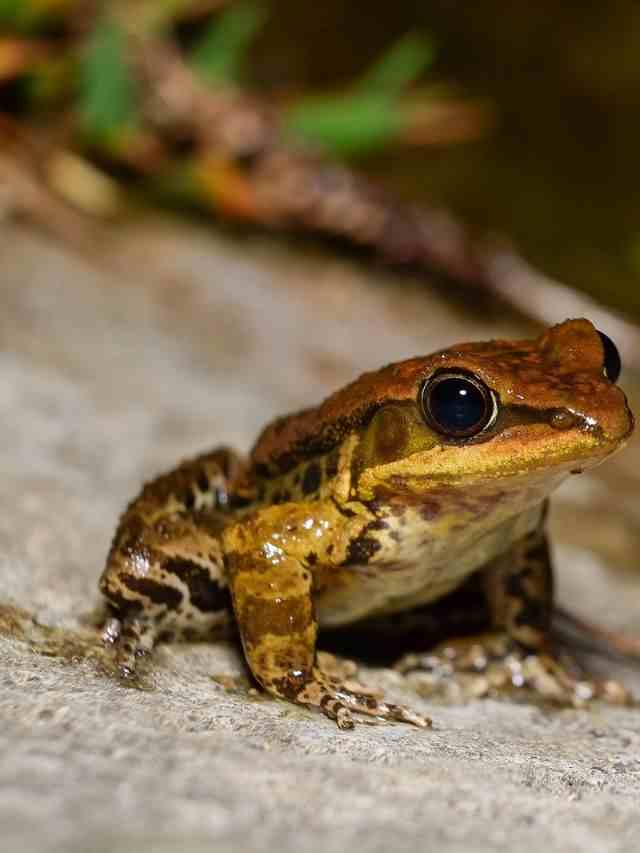 Fascinating Facts About Frogs: Exploring The Wonders Of These ...